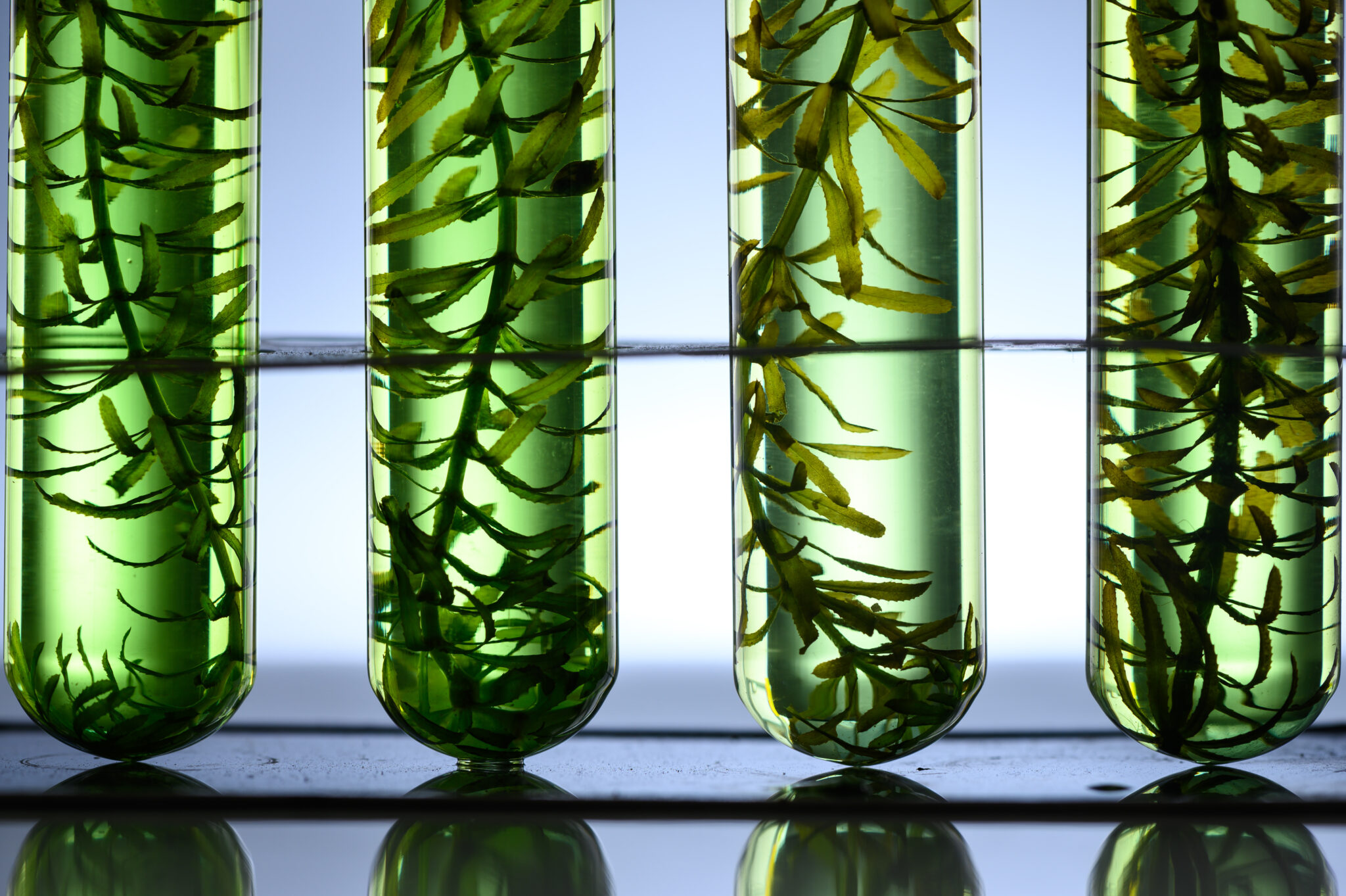 Third generation biofuels from algae