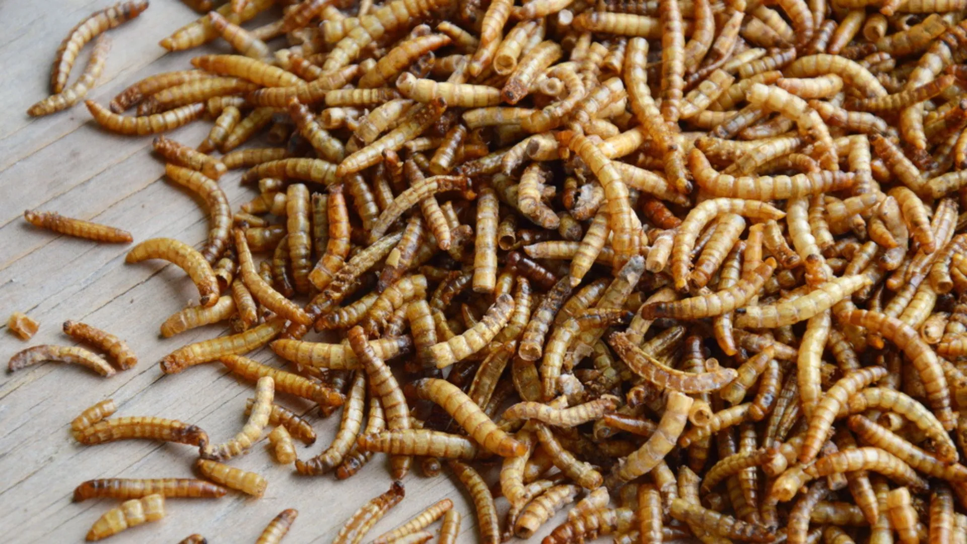 Desmienten investigaciones sobre gusanos que comen plástico