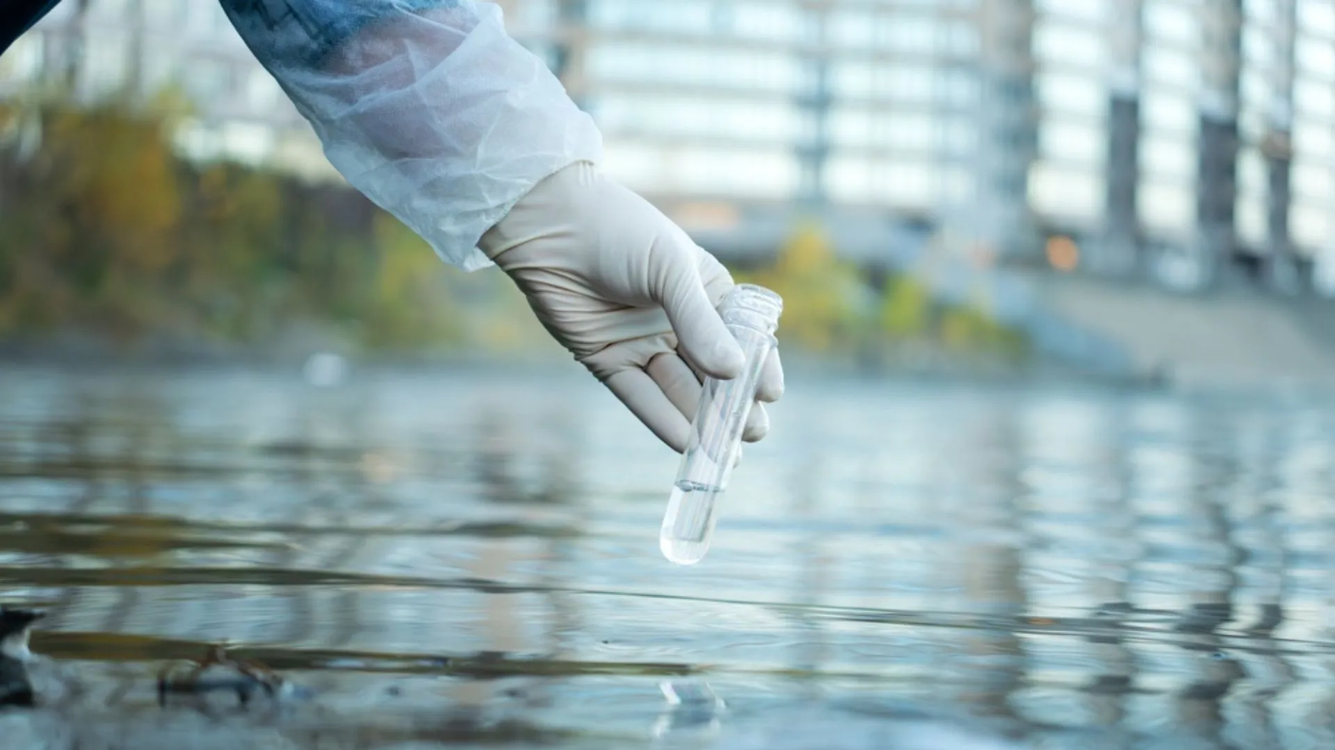 Investigadores descubren la "bacteria come plástico" Comamonas