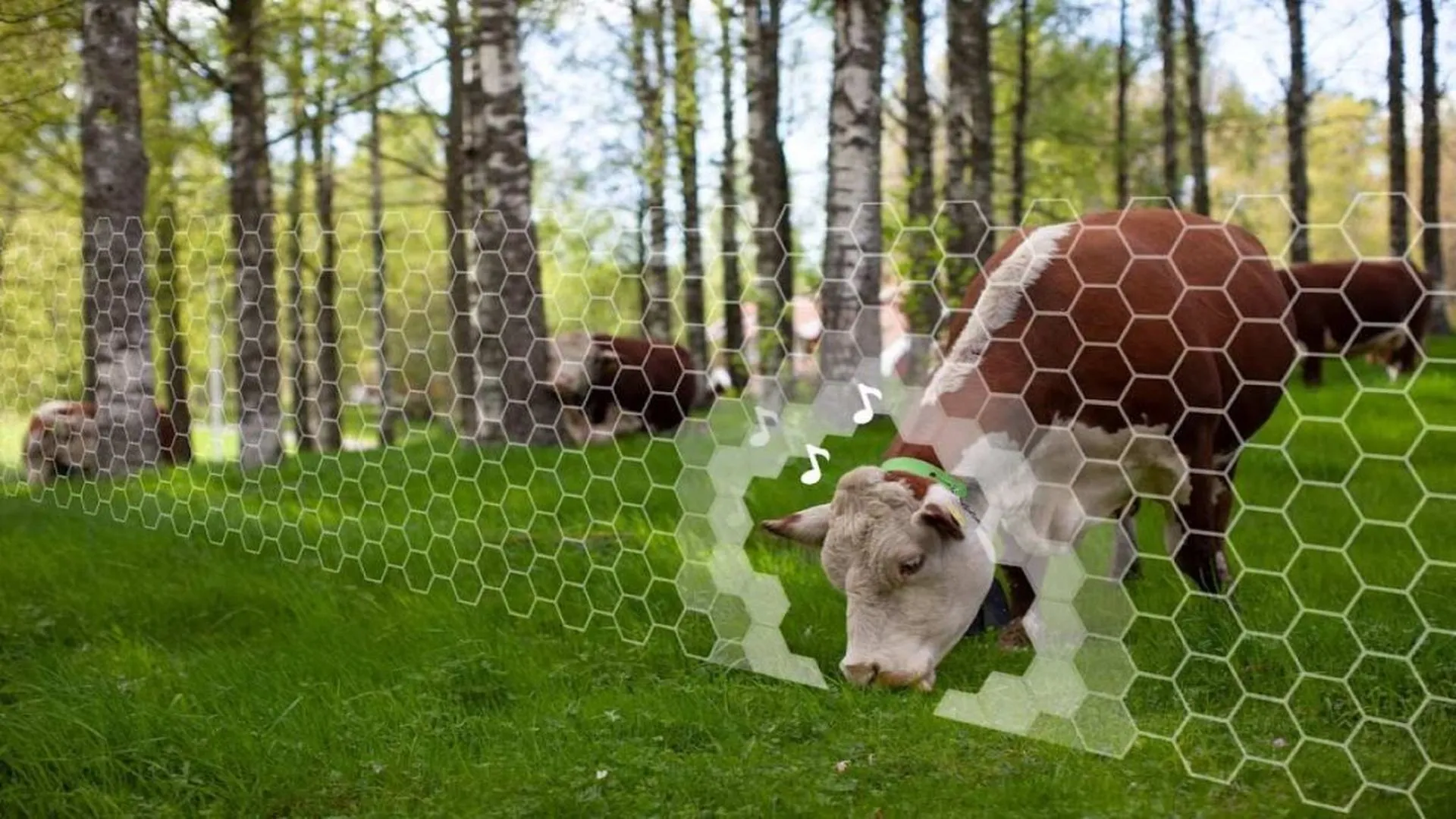 Company creates virtual fencing system for livestock farmers